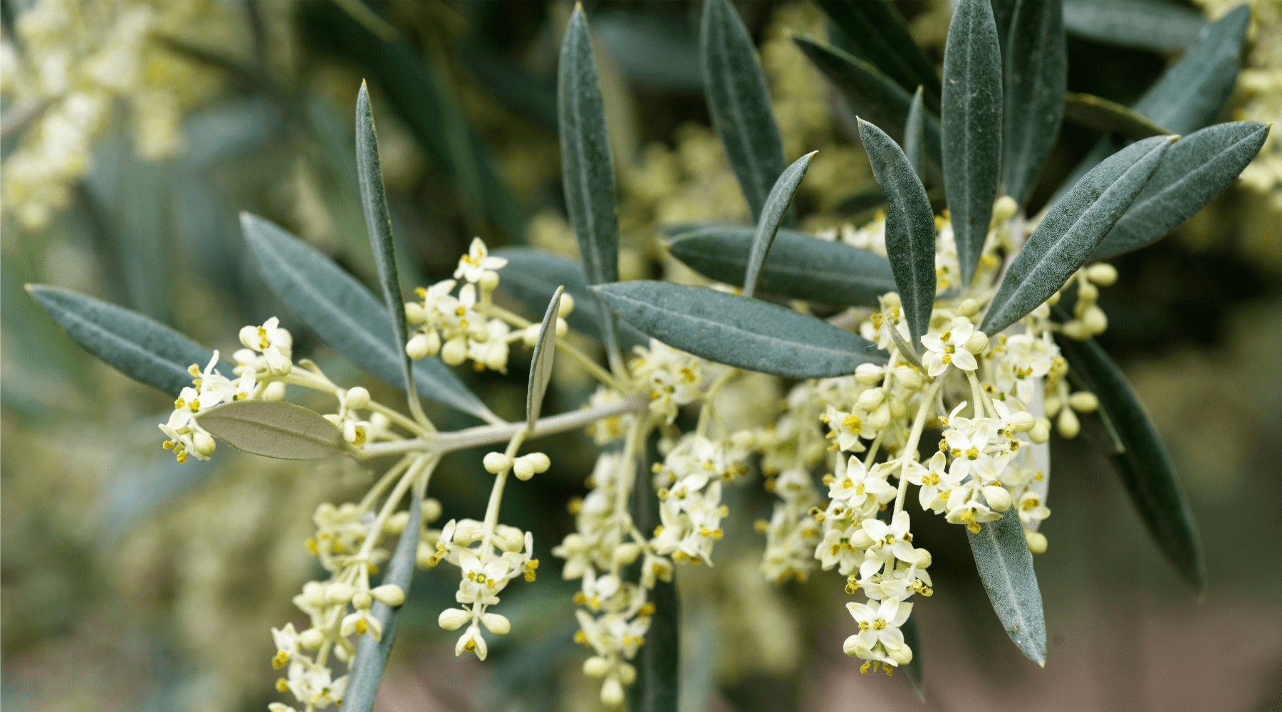 Lemmon Oil- Olive oil brought directly from Greece to Iceland ...